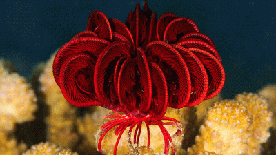 “Biological Annihilation” – Stanford Scientists Discover Human-Driven ...