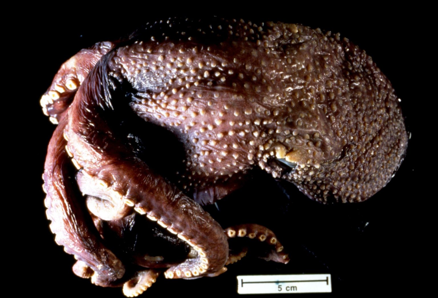 Scientists Cracked the Case of Why Octopuses of the Same Species Can ...