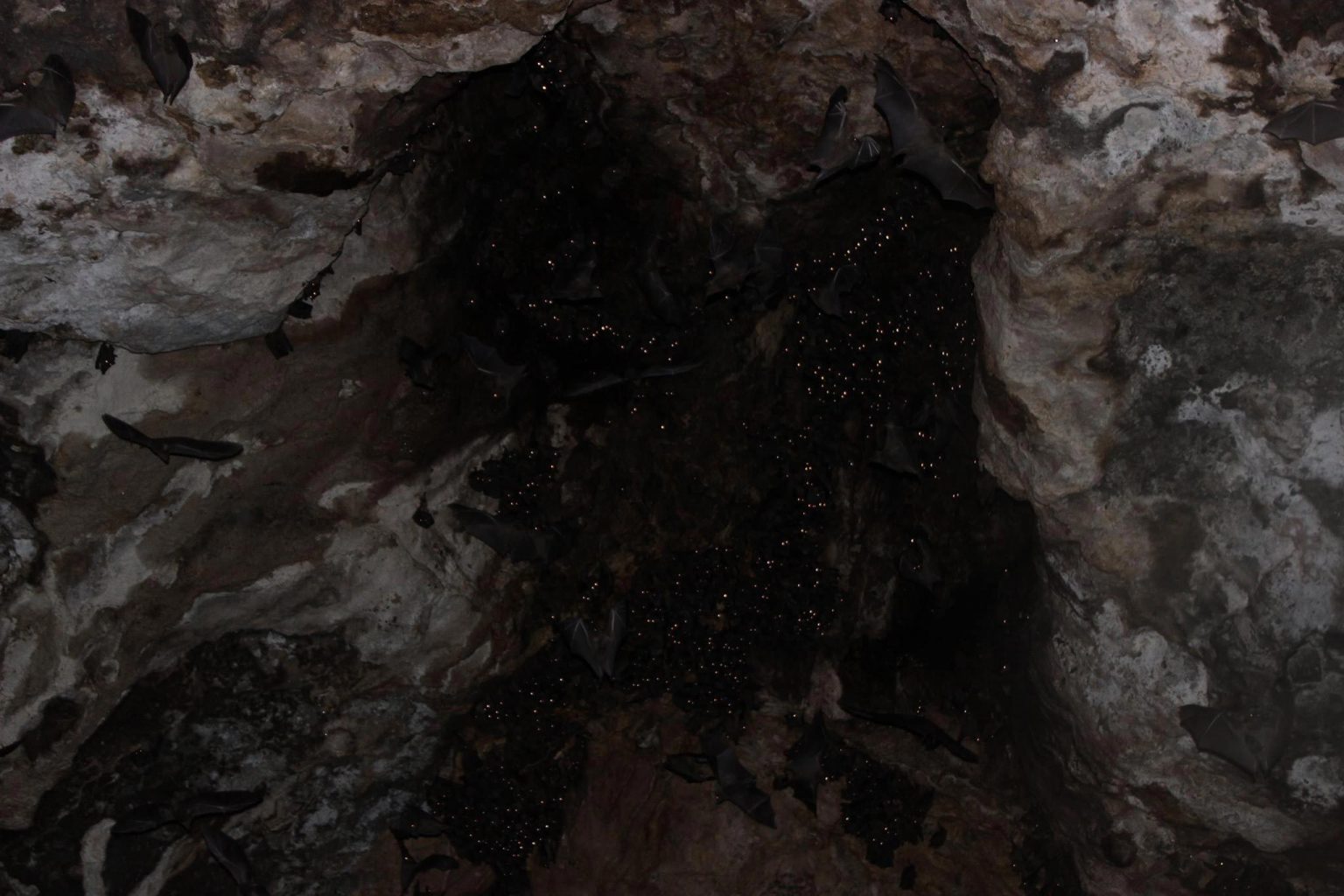 Blood-Sucking Bugs Find Bats To Bite Thanks to Bacteria