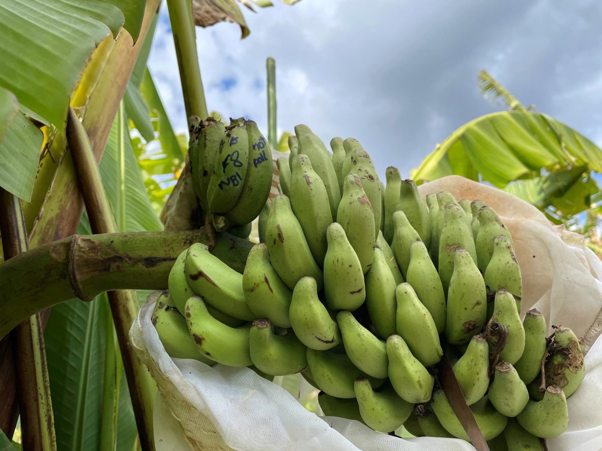 Scientists Find the Gene That Could Save the World’s Bananas