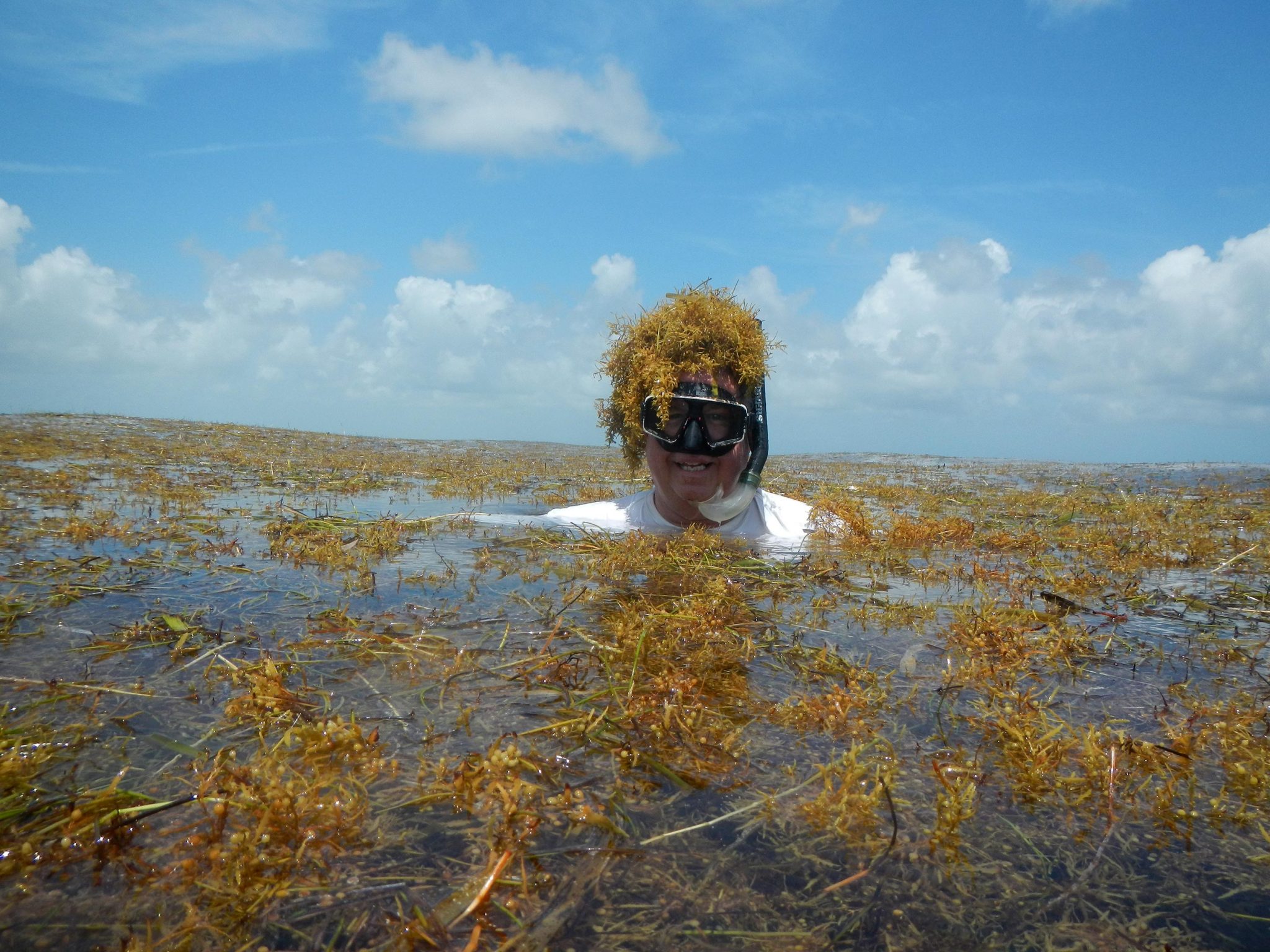 Why Is a Floating Seaweed Taking Over an Entire Ocean? Researchers Have ...