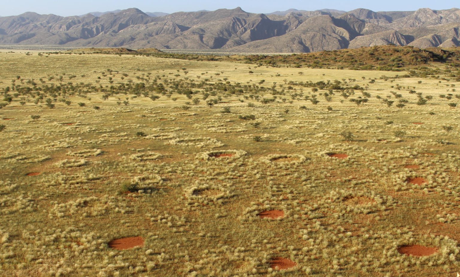 Unraveling Africa’s Fairy Circle Mystery – Researchers Identify True Source