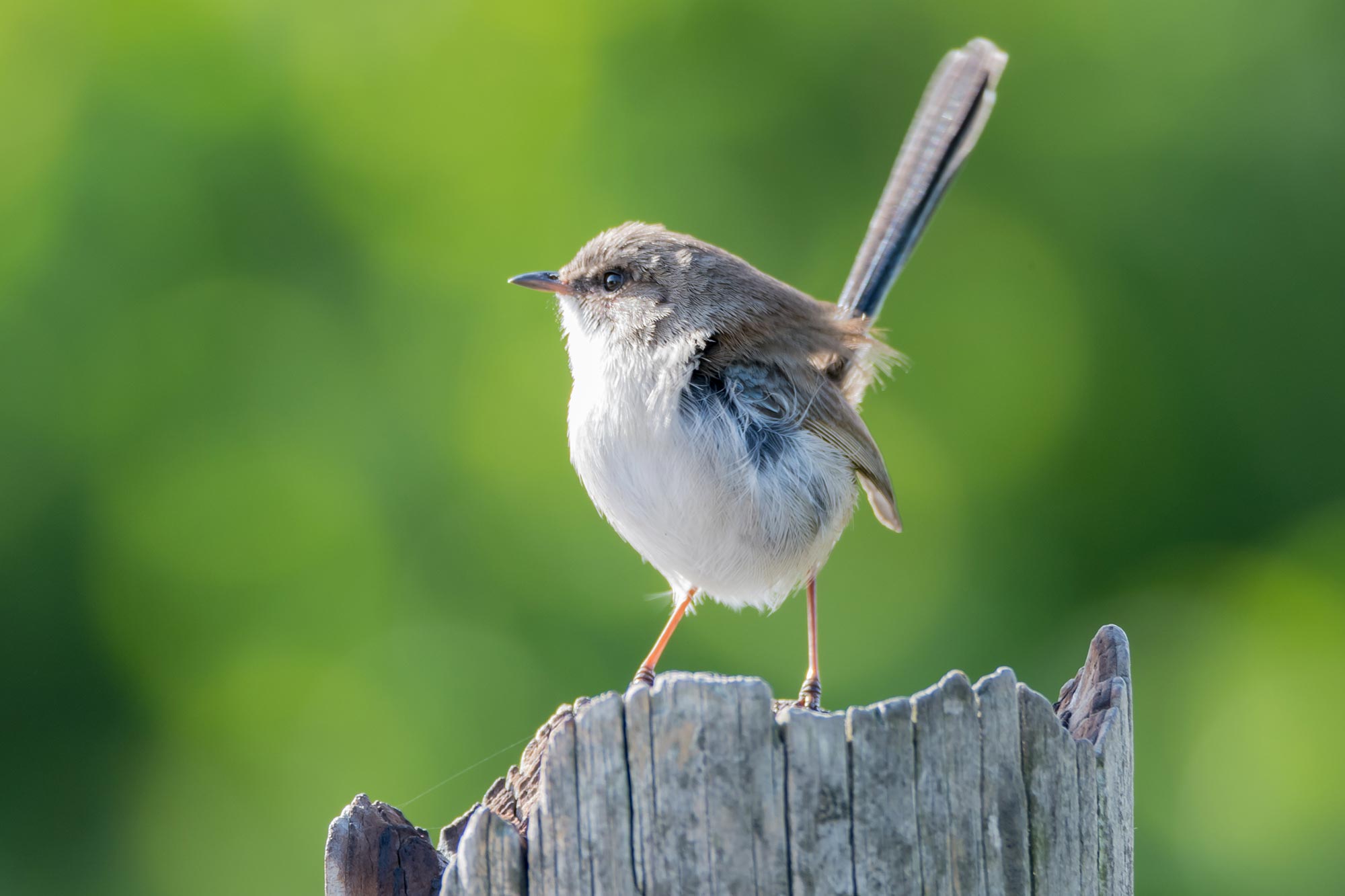 Coping With Climate Change: Fairy-Wrens Change Breeding Habits