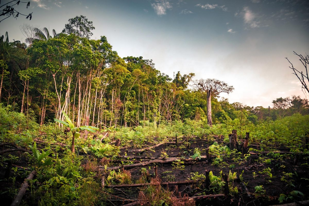 The 200-Year Tree Delay That Could Cost Us the Forests We Love