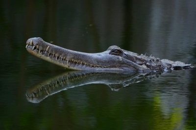 Newly Identified Mosasaur Was Enormous Fish-Hunting Monster