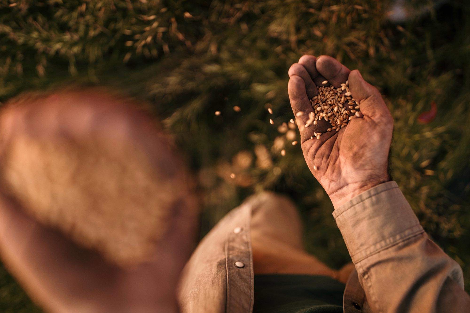 Simple Changes to Animal Feed Could Supply Food for One Billion People