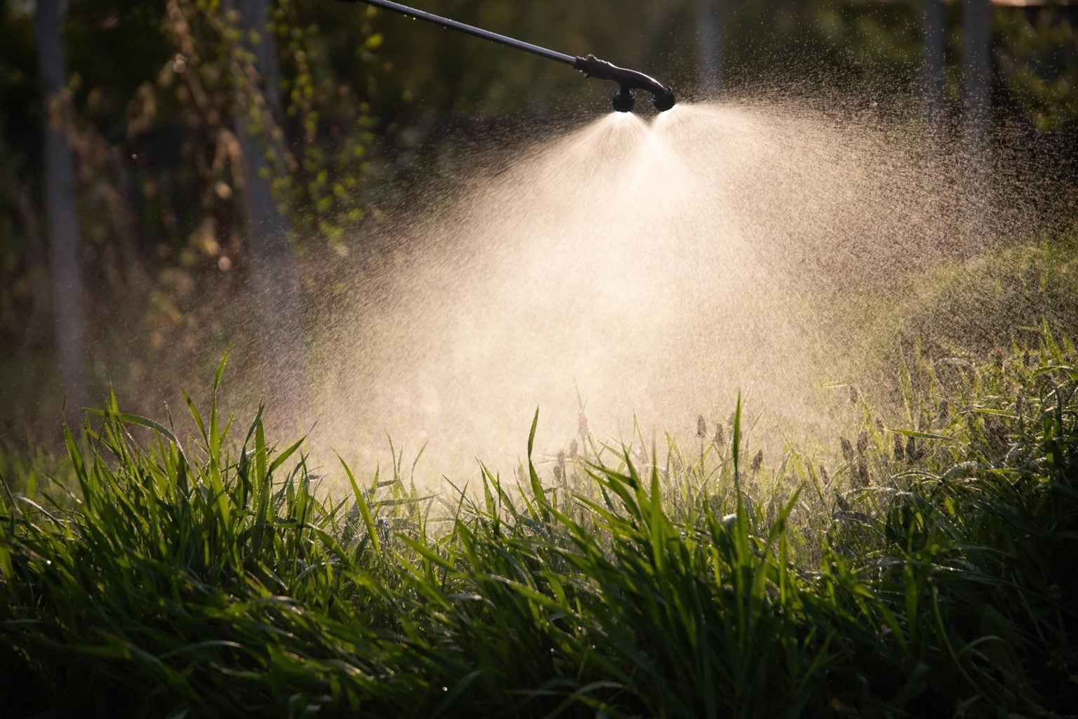 World’s Most-Used Weedkiller Found To Disrupt Honeybee Brains