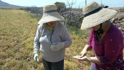 Archaeologists Discover Long-Lost 2,000-Year-Old Crop in the Canary Islands