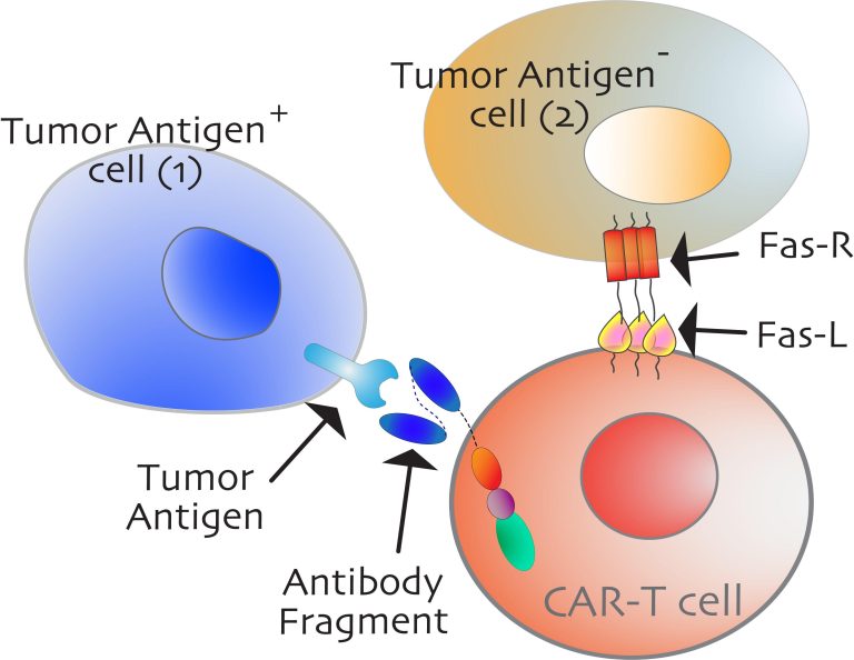 Scientists Discover a “Switch” To Trigger Cancer Cell Death