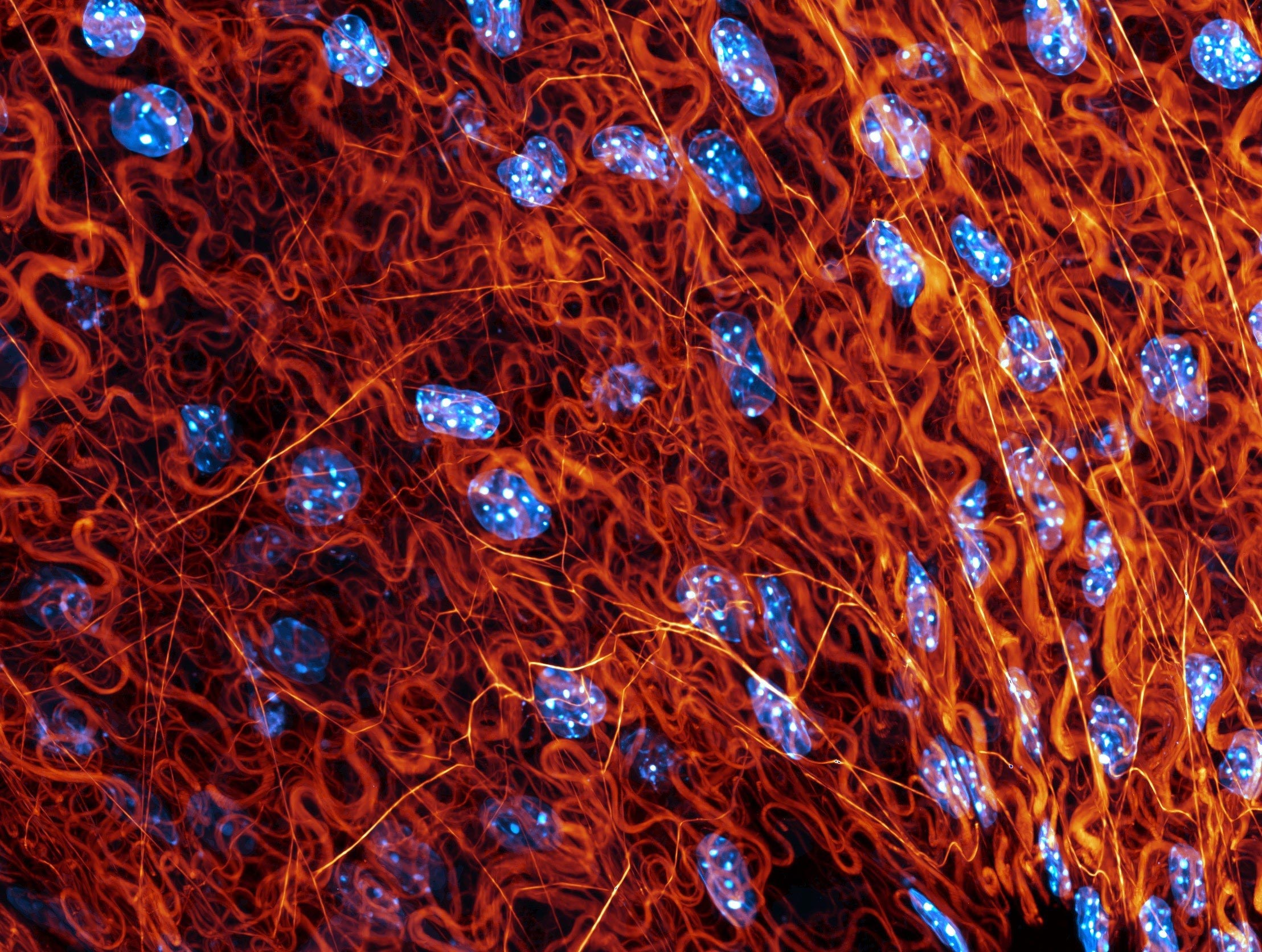 Innovative Microscopy Tool Provides a New Way To See What Lies Between ...