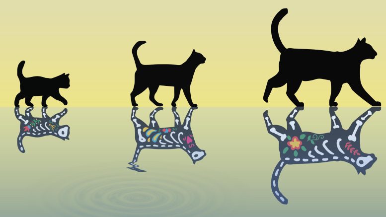 Groundbreaking Quantum Leap: Physicists Turn Schrödinger’s Cat on Its Head