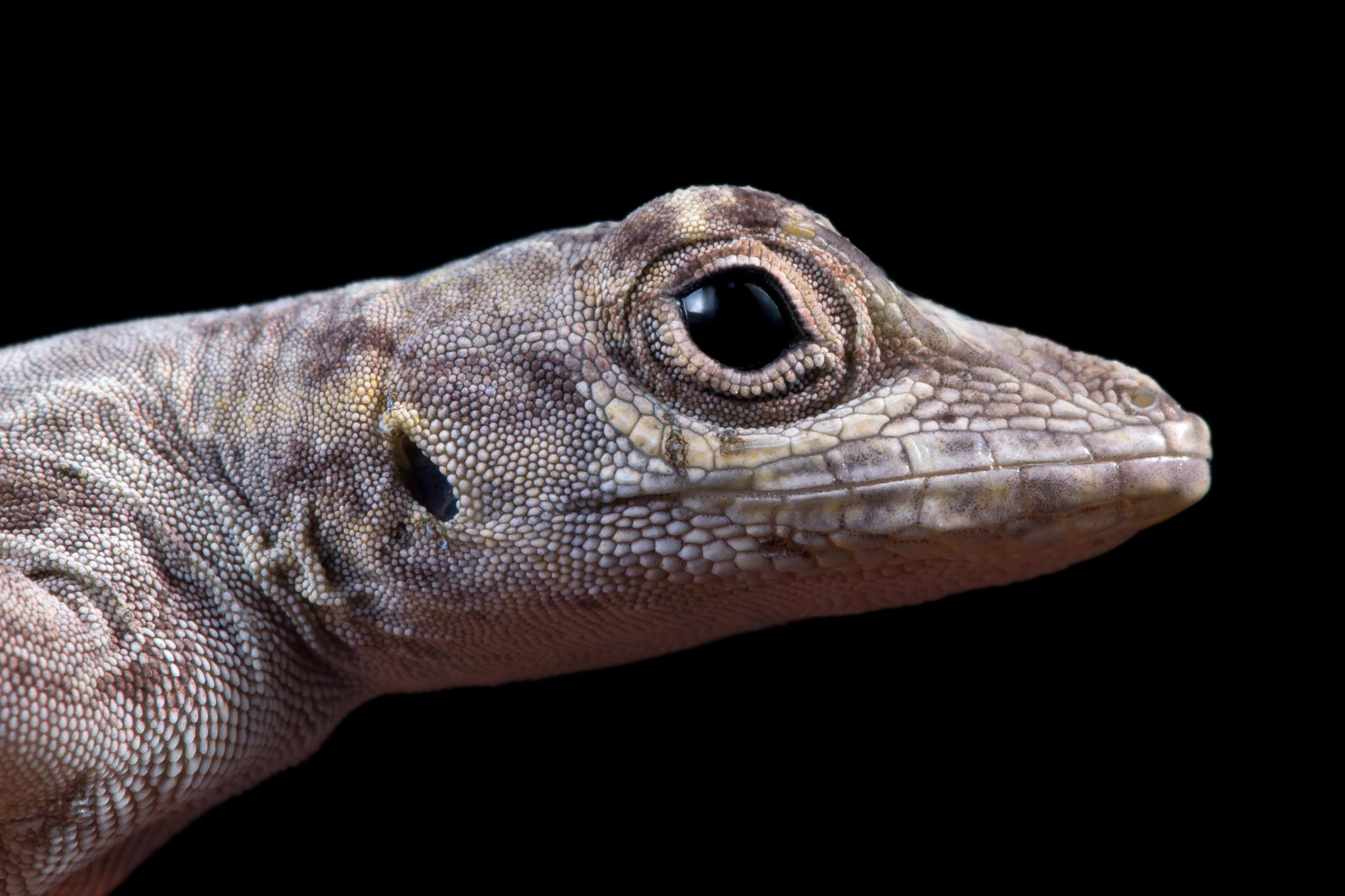 Darwin’s Dilemma: “Paradox of Stasis” Lizard Study Challenges the Rules ...