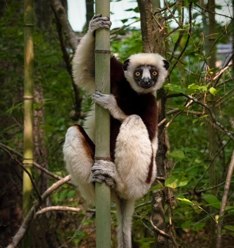 Lemurs Age Without Inflammation – Can Humans Do the Same?