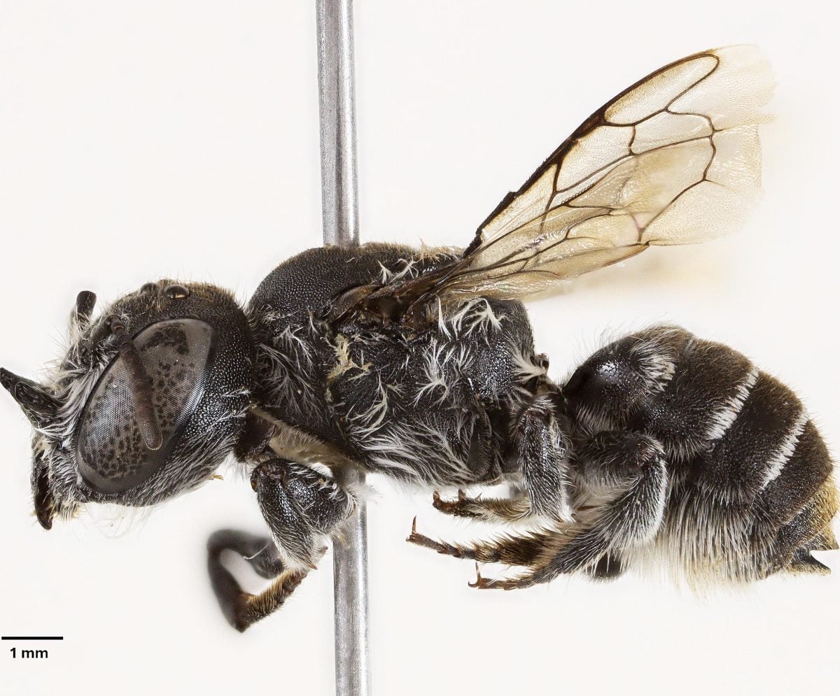 Scientists Discover Strange New Species of “Devil” Bee