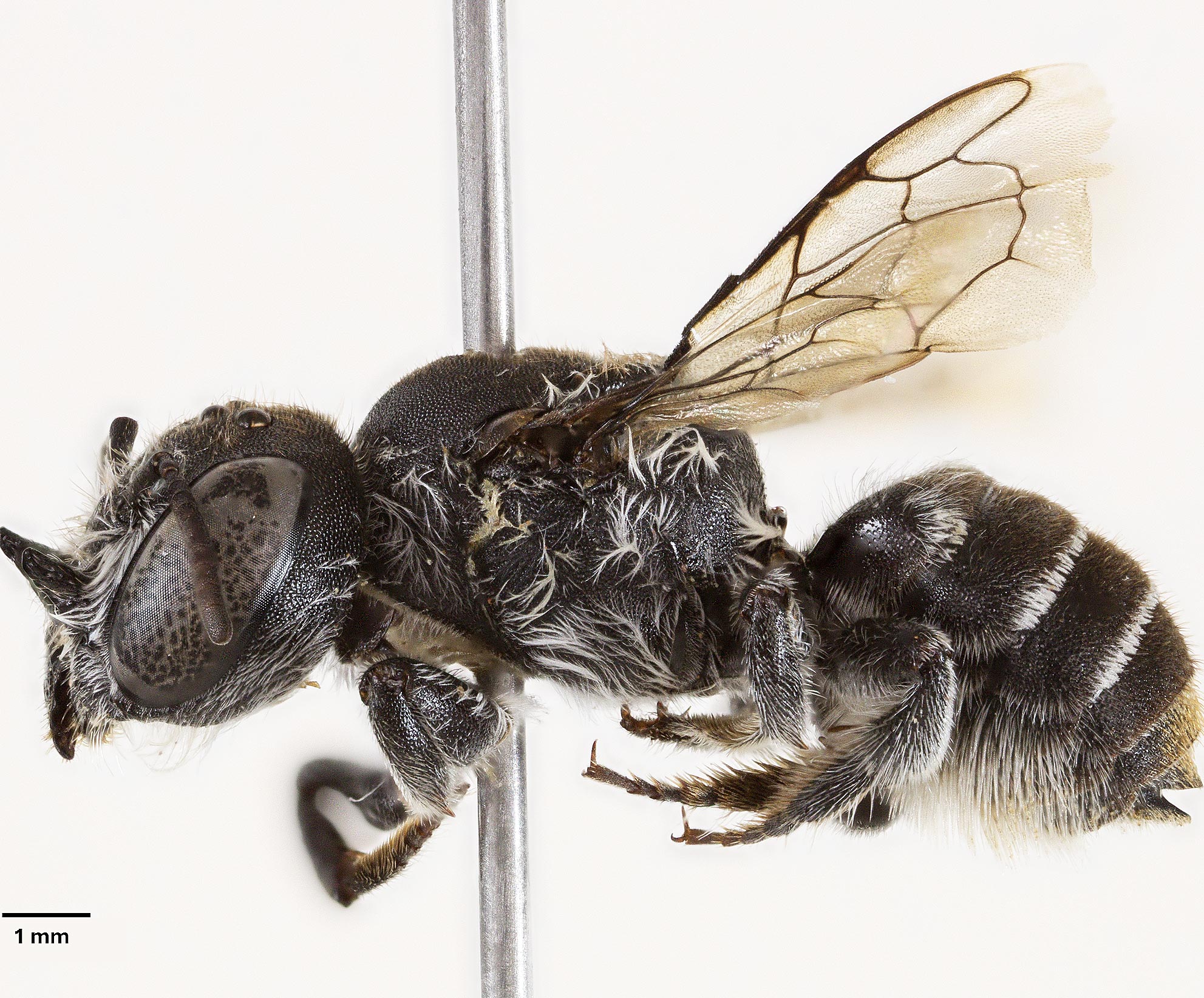 Scientists Discover Strange New Species of “Devil” Bee