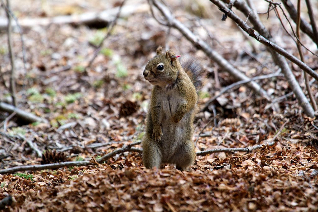 Playing the Reproduction Lottery: How Squirrels Gamble for a Better Future