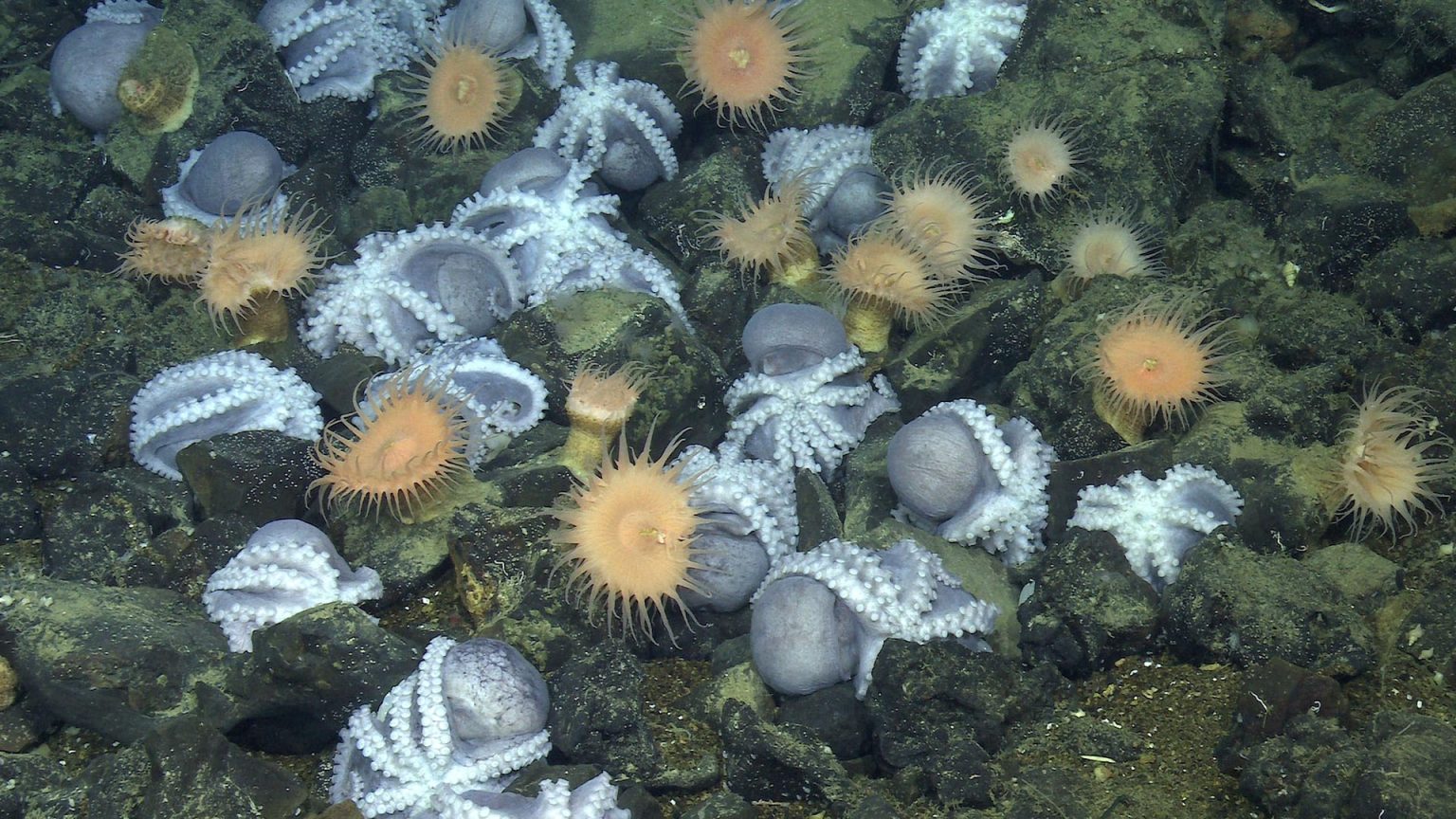 Octopus Mystery Solved: Mating Rituals in Thermal Springs Revealed