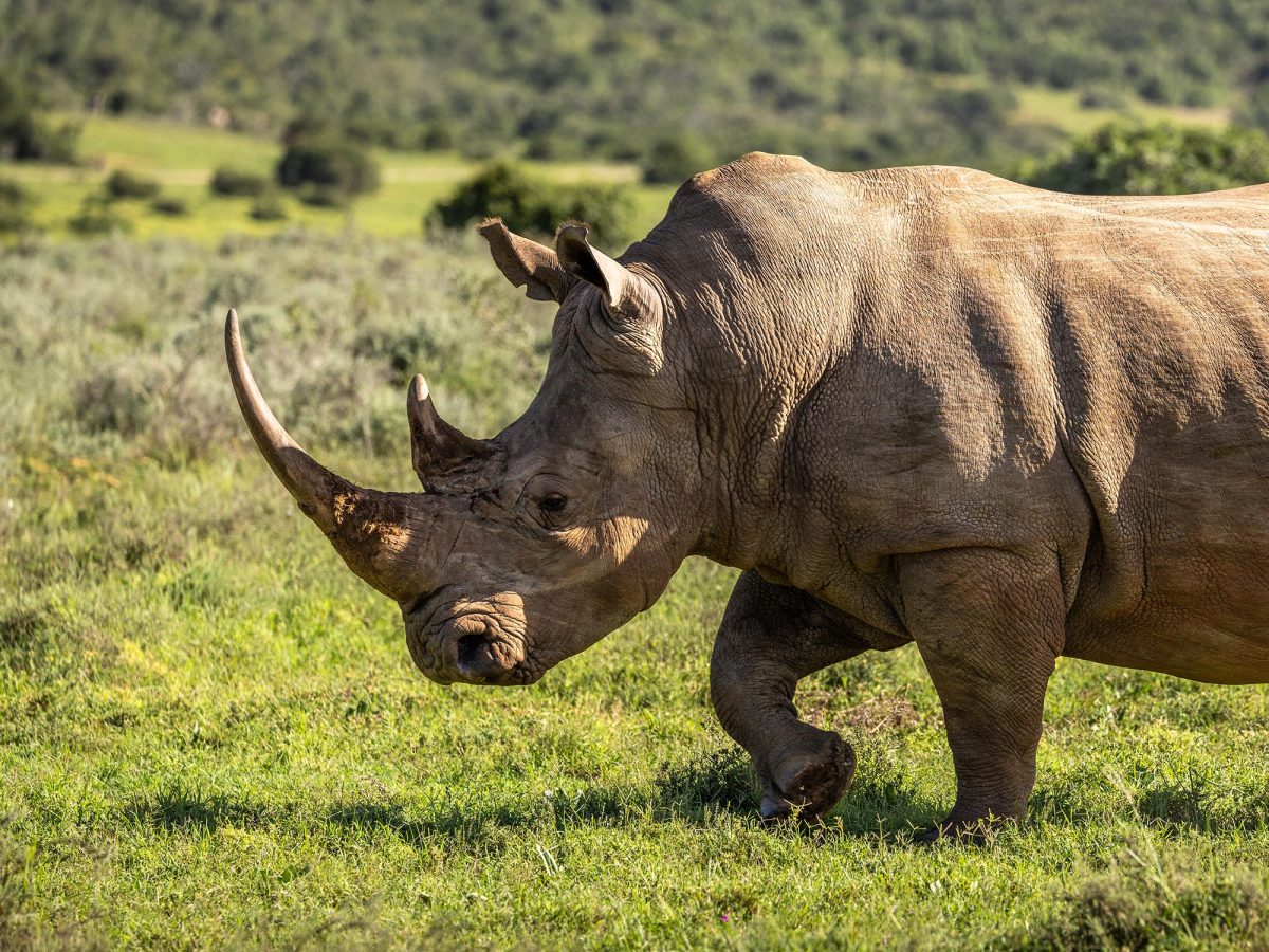 20-Million-Year-Old Rhino Fossil Rewrites Evolutionary History