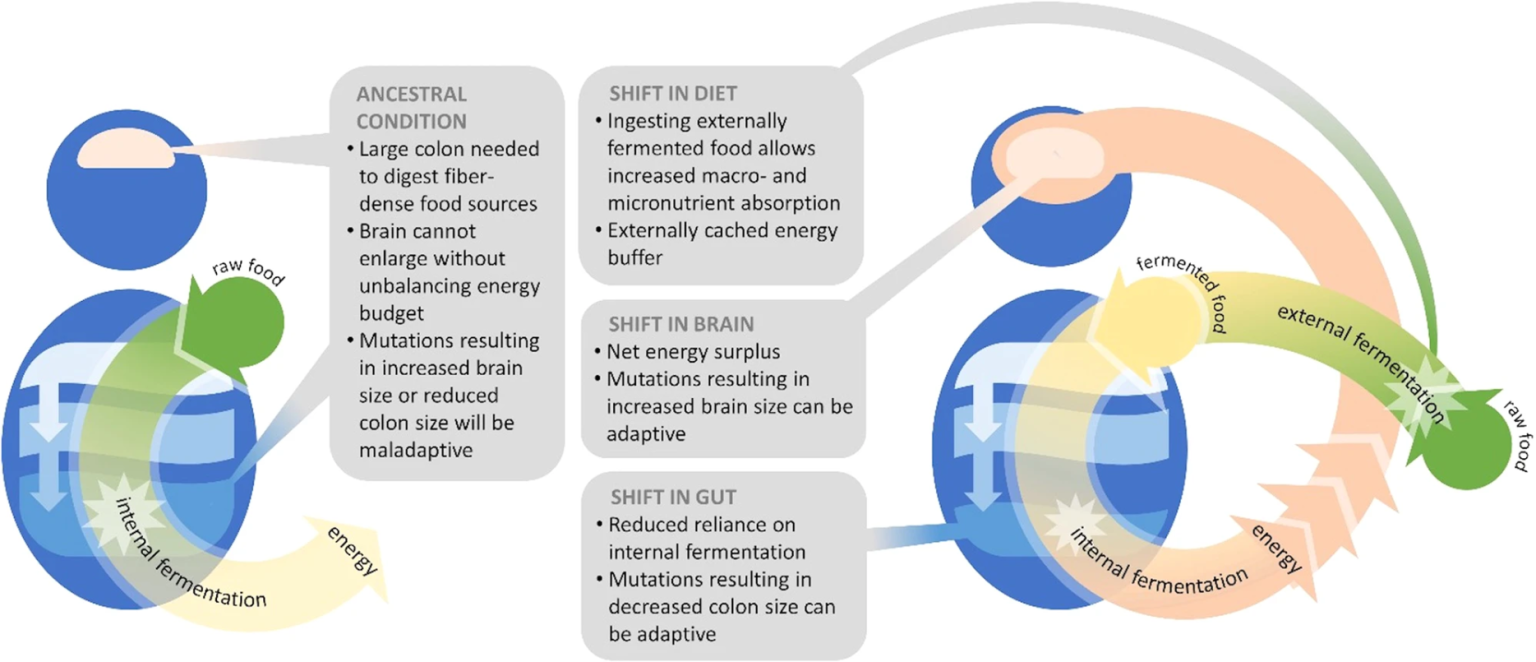 Harvard Scientists Discover Surprising Hidden Catalyst in Human Brain ...