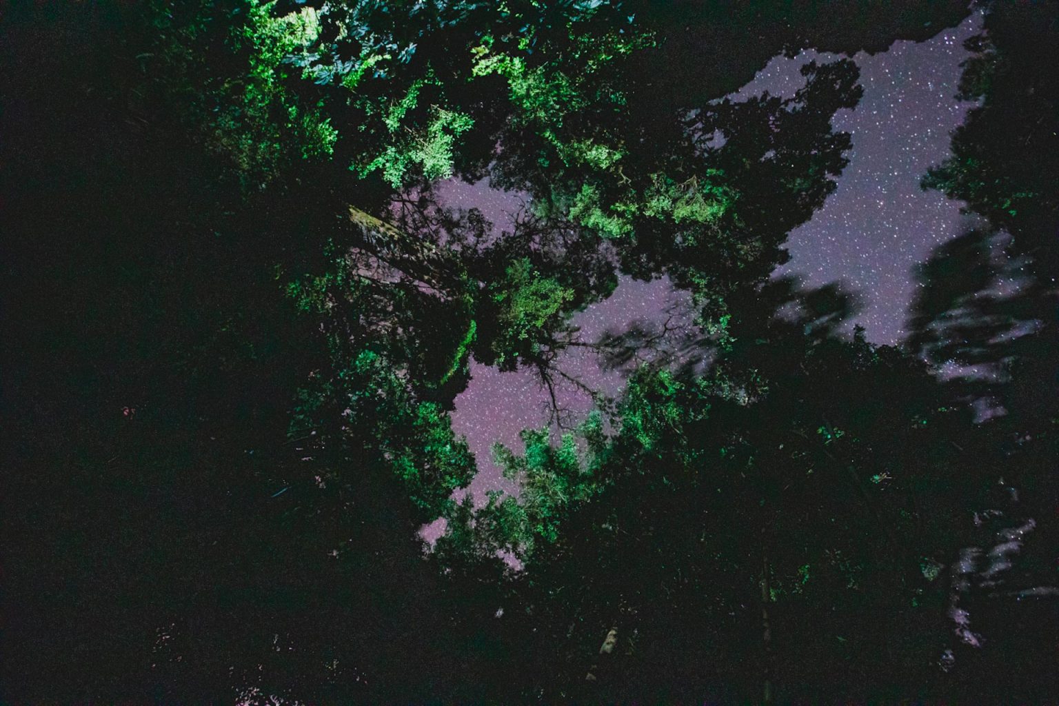 Unraveling the Mystery of Insects Circling Lights at Night