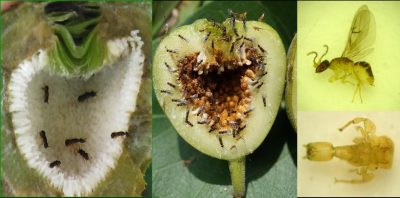 Genomes Offer New Insights Into Fascinating Fig-Wasp Symbiotic System