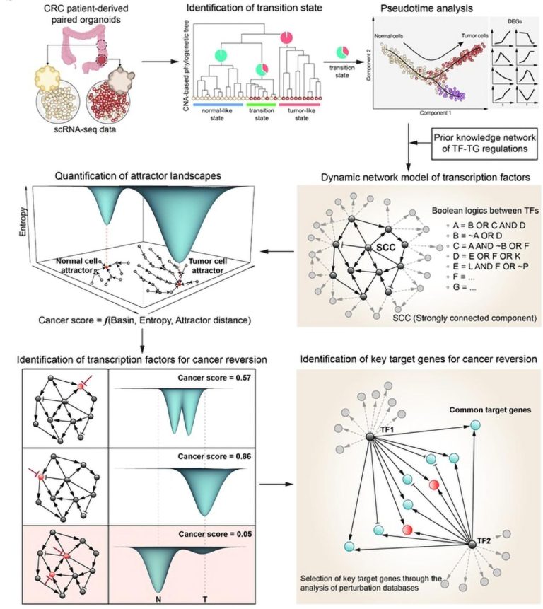 Scientists Discover Molecular Switch To Reverse Cancer