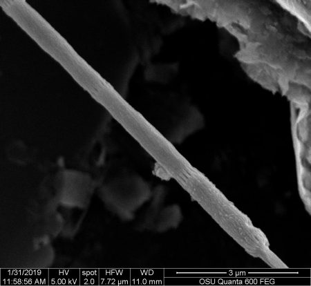 Shocking Discovery: Scientists Discover Organism That Act Like Living ...