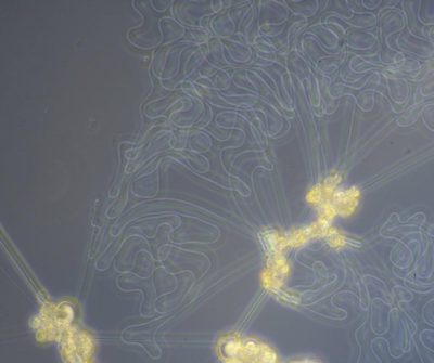 Liquid Crystals Mimic Life in Stunning New Research