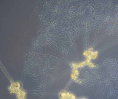 Liquid Crystals Mimic Life in Stunning New Research