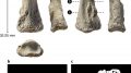 On the Origin of Our Species: Untangling Ancestry in the Evolution of ...