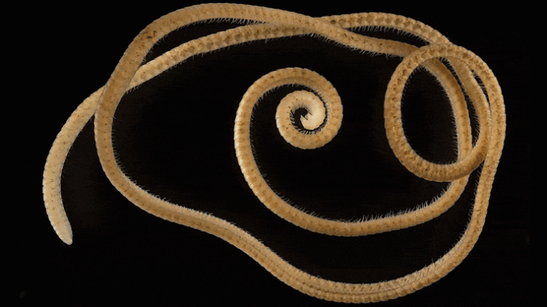 Giant Millipedes “As Big as Cars” Once Roamed Northern England ...