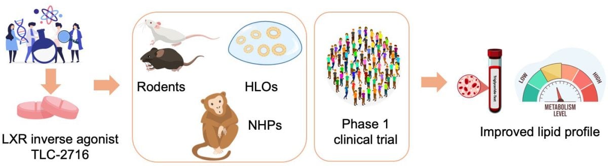 New Drug Slashes Dangerous Blood Fats by Nearly 40% in First Human ...