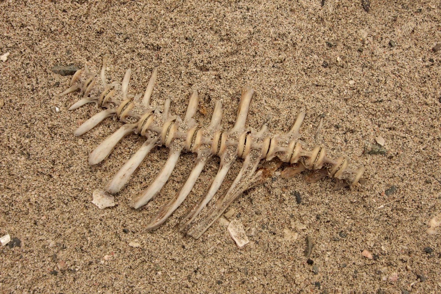 Discovery of Ancient Fish Bones Reveals Non-kosher Diet of Ancient Judeans