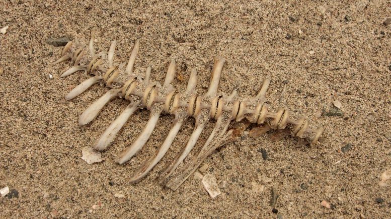 Archaeology News - Page 6 of 23 - SciTechDaily