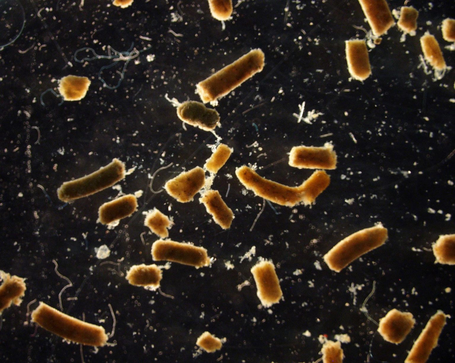 Fish Poop Helps Remove 1.65 Billion Tons of Carbon From the Atmosphere ...