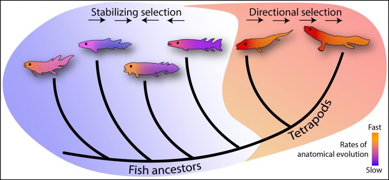Speedy Evolution: Sustained Fast Rates of Evolution Explain How ...