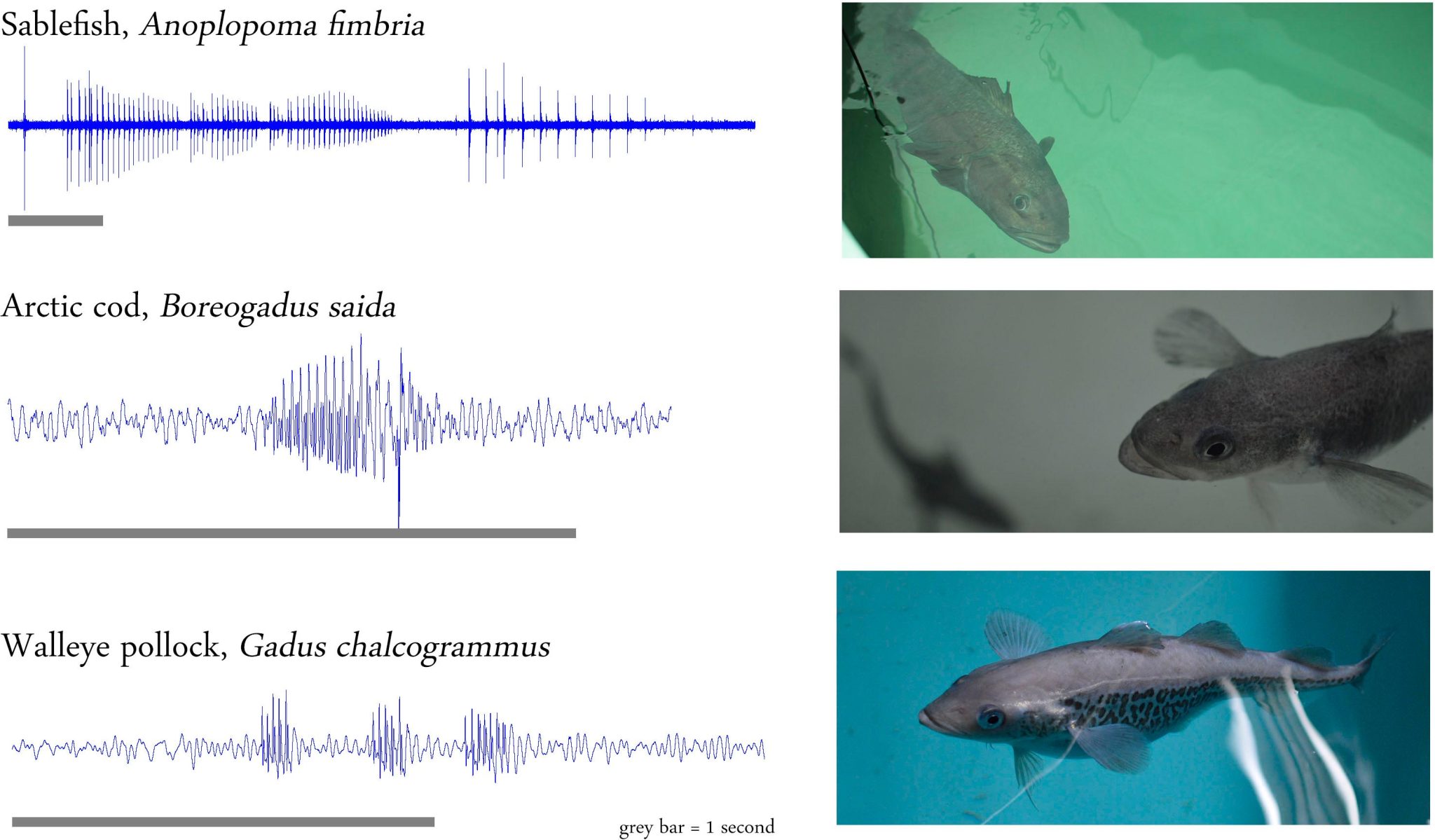 Unlocking Aquatic Mysteries: Global Inventory Maps Underwater Sound ...