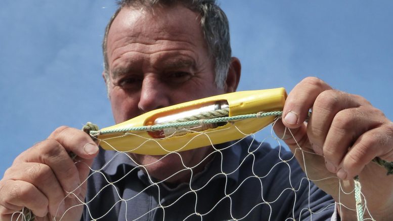 Deadly Fungal Outbreak in Marine Mammals – It Came From Humans