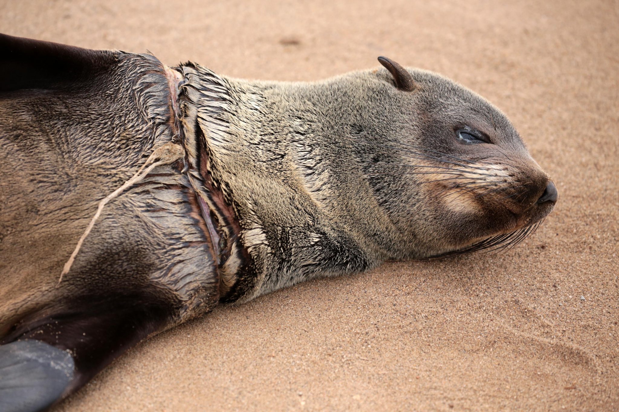 Hundreds of Cape Fur Seals Entangled in Fishing Lines and Nets Every ...