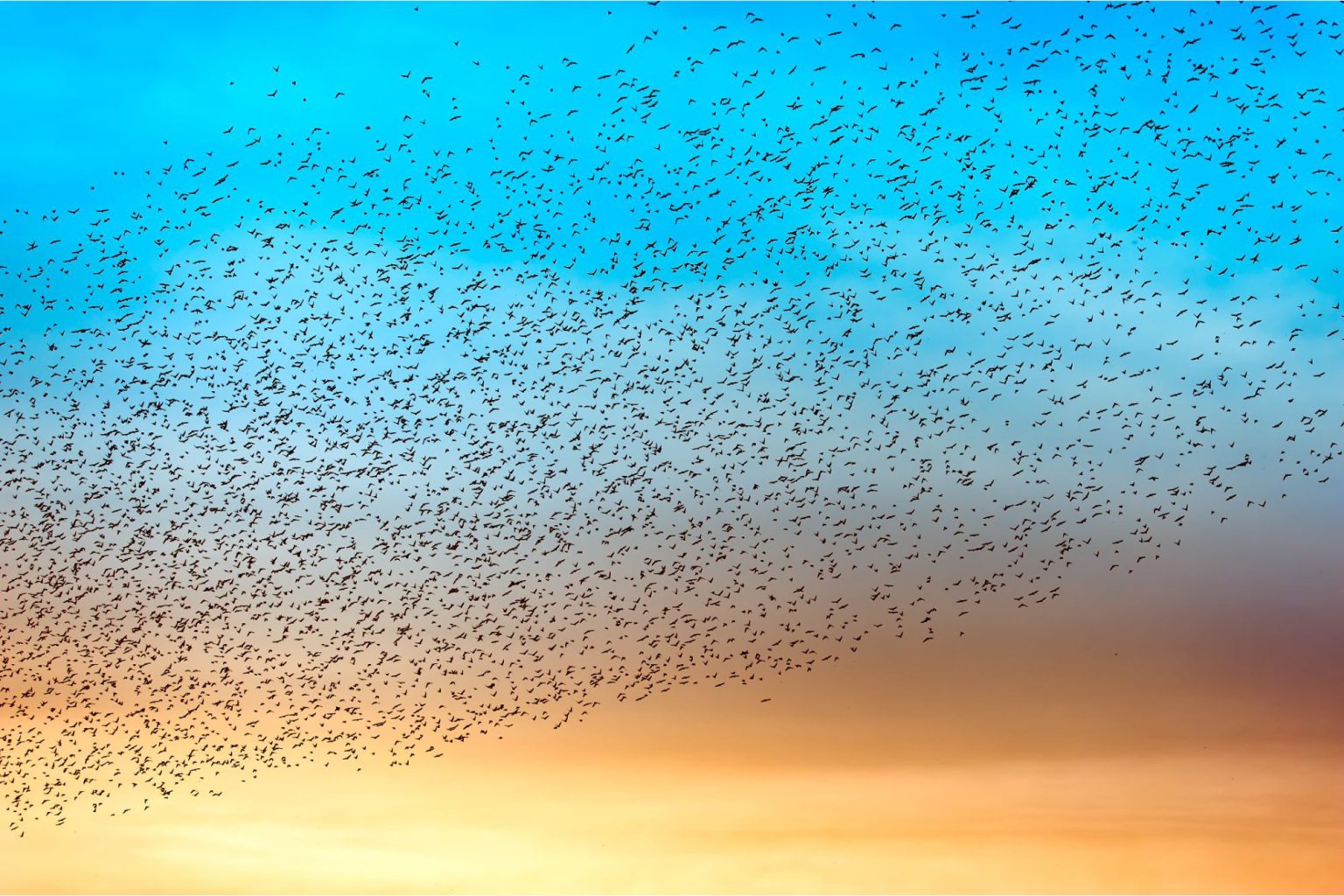 How Do Birds Flock? Researchers Reveal Previously Unknown Aerodynamic ...