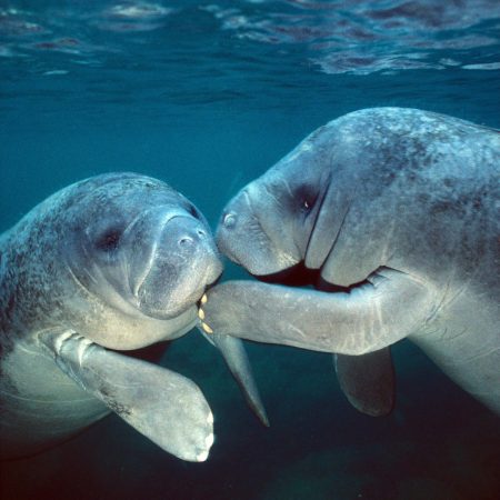 Surprising Surge: How Florida’s Manatees Are Thriving More Than Ever