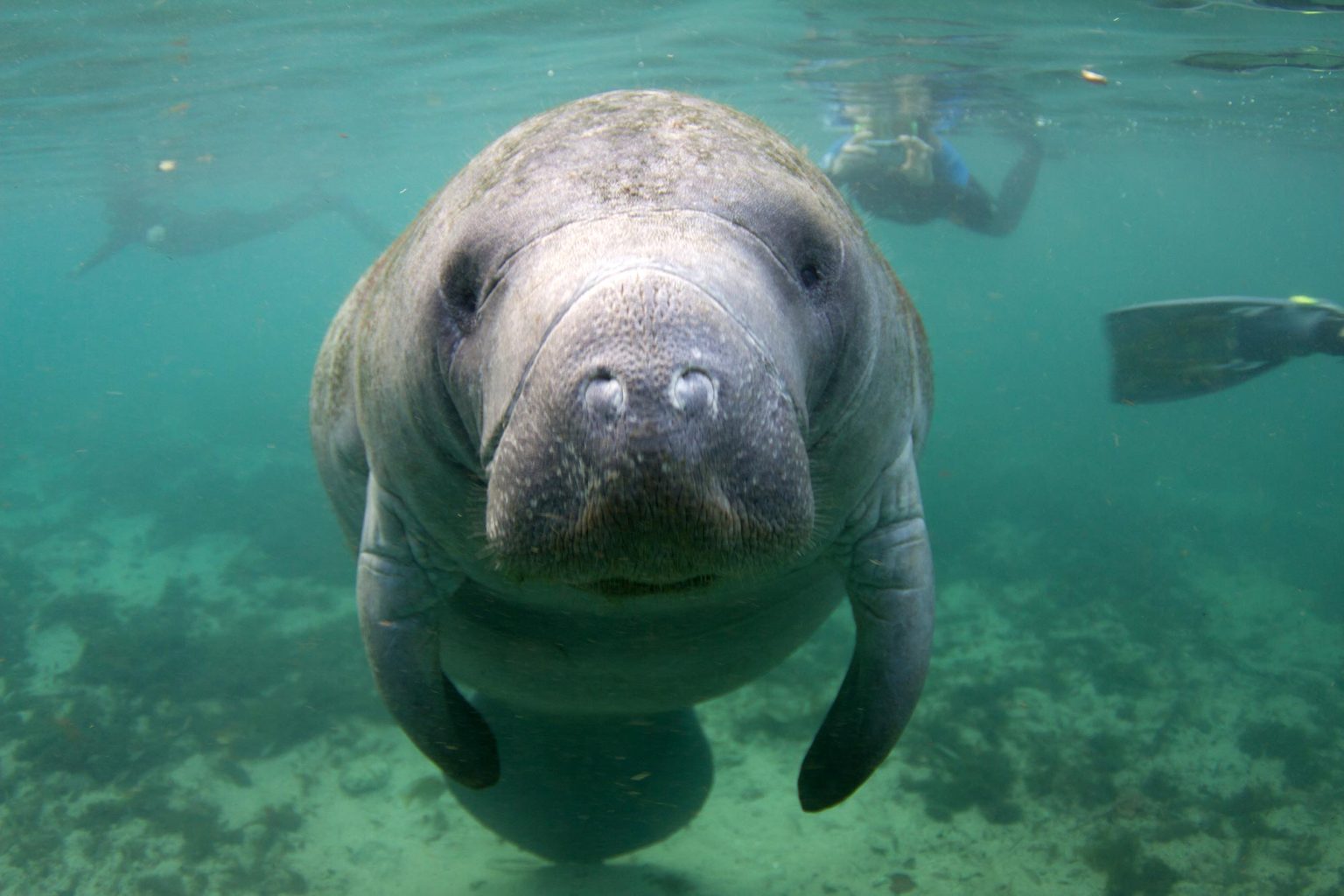 The Surprising Migration Story of Florida’s Manatees