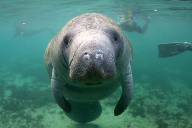 The Surprising Migration Story of Florida’s Manatees
