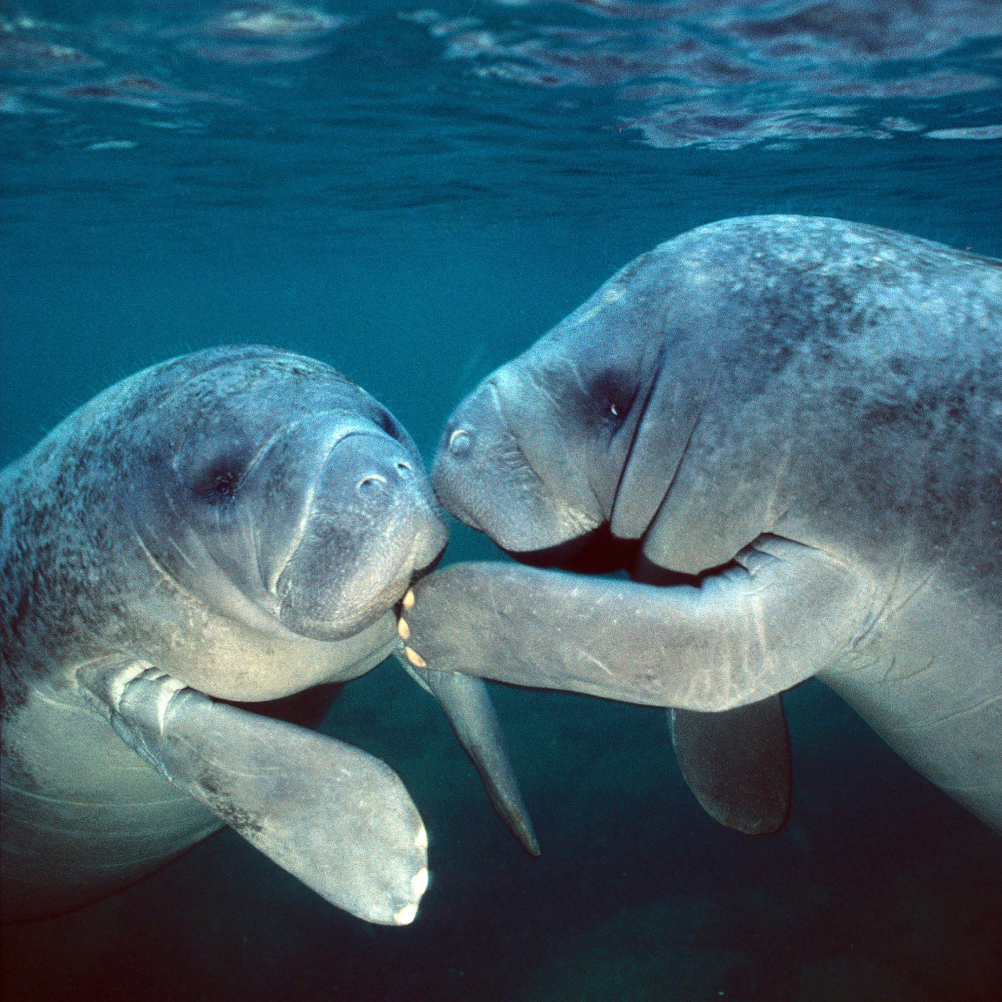 Surprising Surge: How Florida’s Manatees Are Thriving More Than Ever