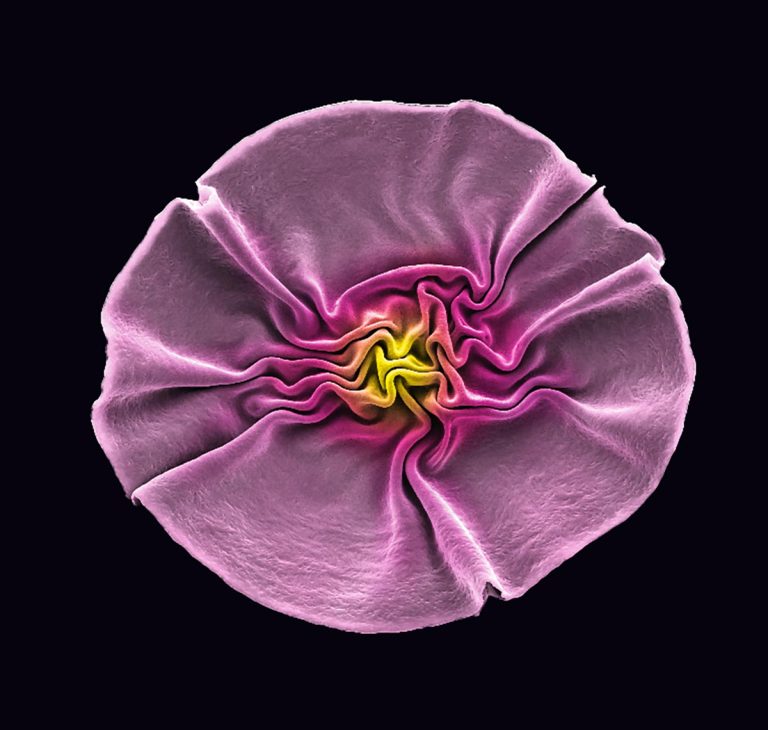 Nature-Inspired Viruses Form Living “Sunflowers” To Combat Disease