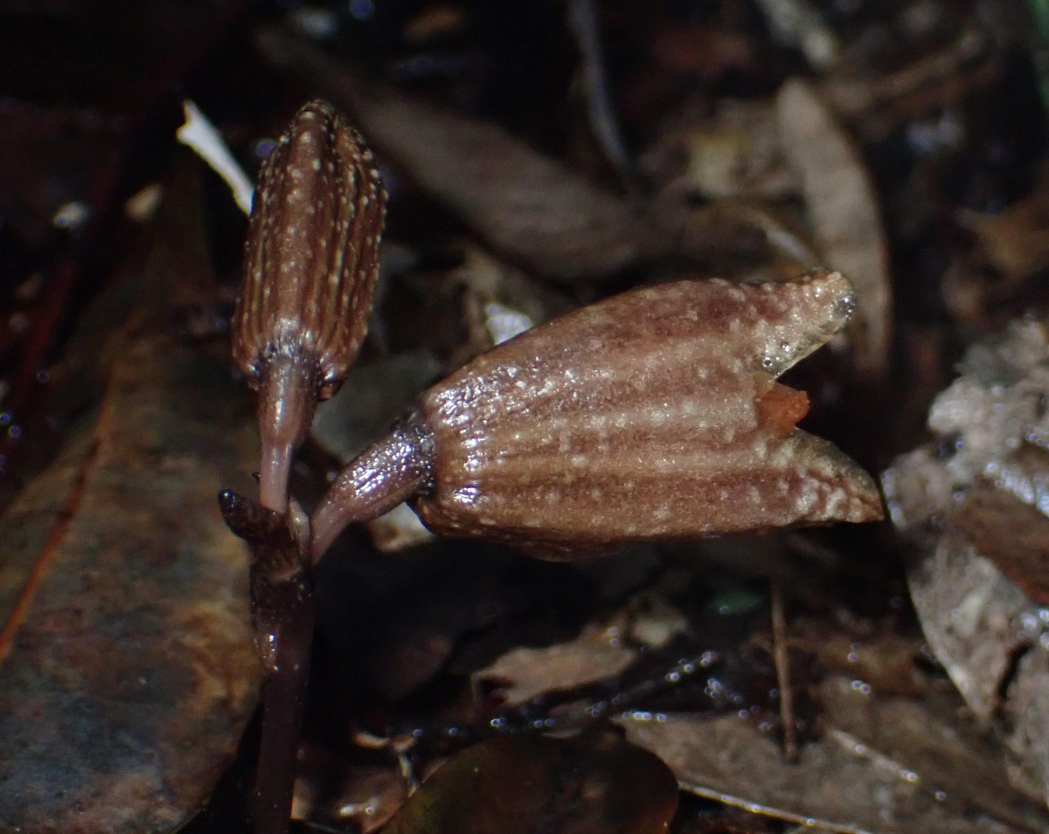 The Orchid and the Fruit Fly – Scientists Discover Unique New Plant ...