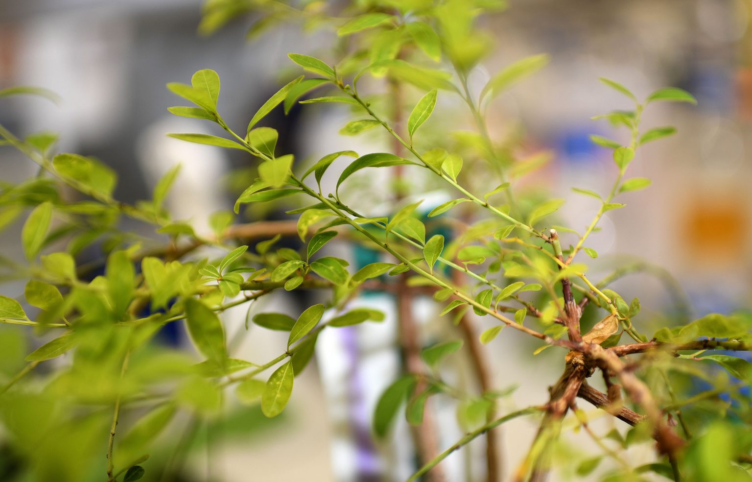 Plant Discovery Could Transform How Medicines Are Made