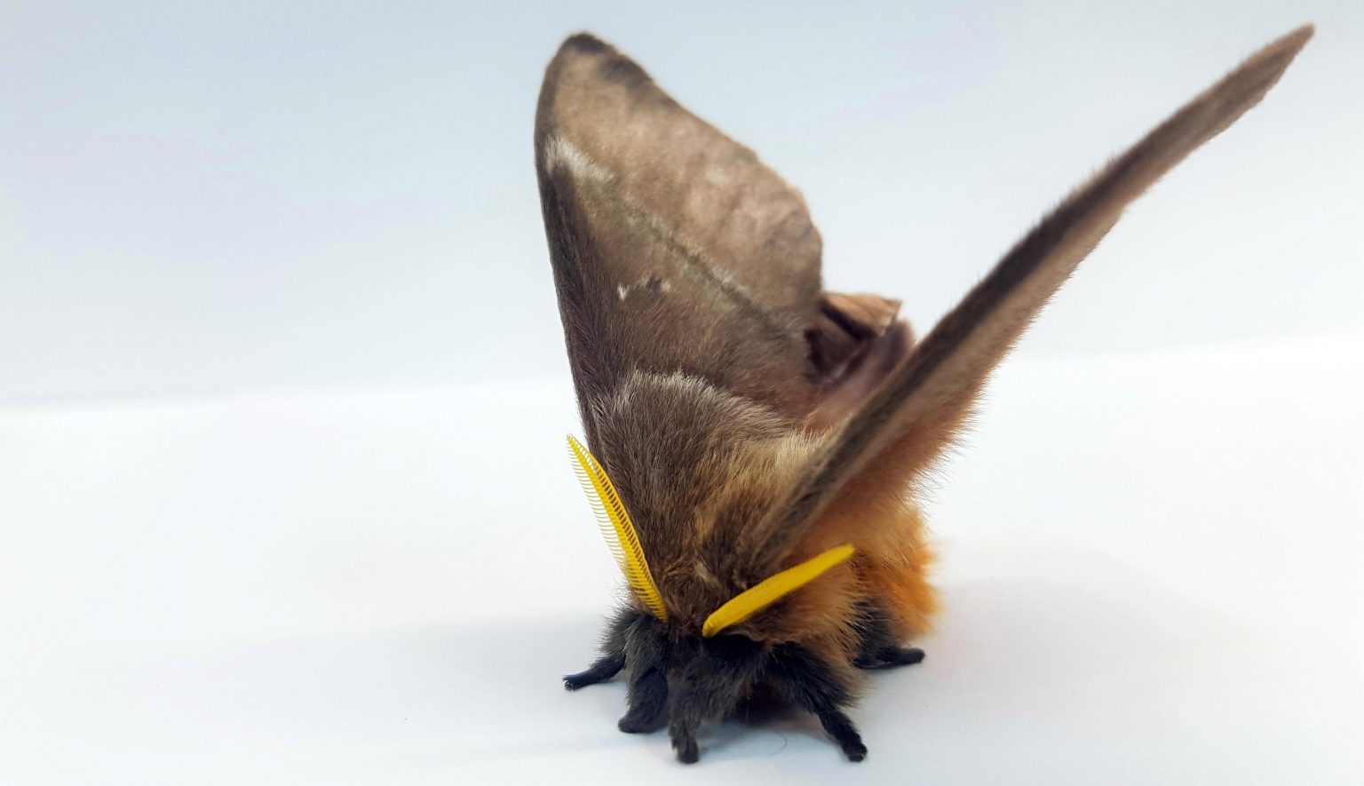 Deaf Moths Evolved Noise-Cancelling Scales to Evade Prey – More ...