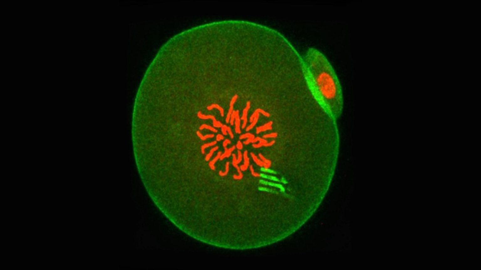 Nanodevices Track Cells From the Inside, Show How They Develop With Time