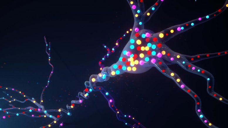 Fluorescent Brain Probe Visualizes Groups of Neurons As They Compute